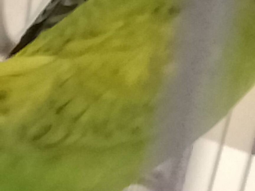 Попугай девочка