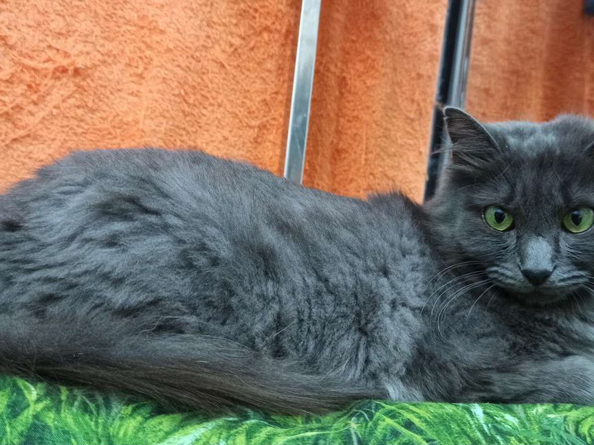 Метис русской голубой кошки