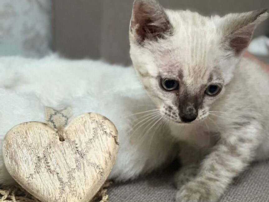 Снежная бенгальская кошка