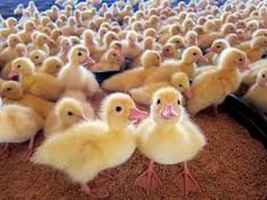 Утата черри велли и пекинские