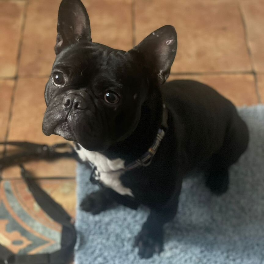 Молодой французский бульдог Живчик в добрые руки