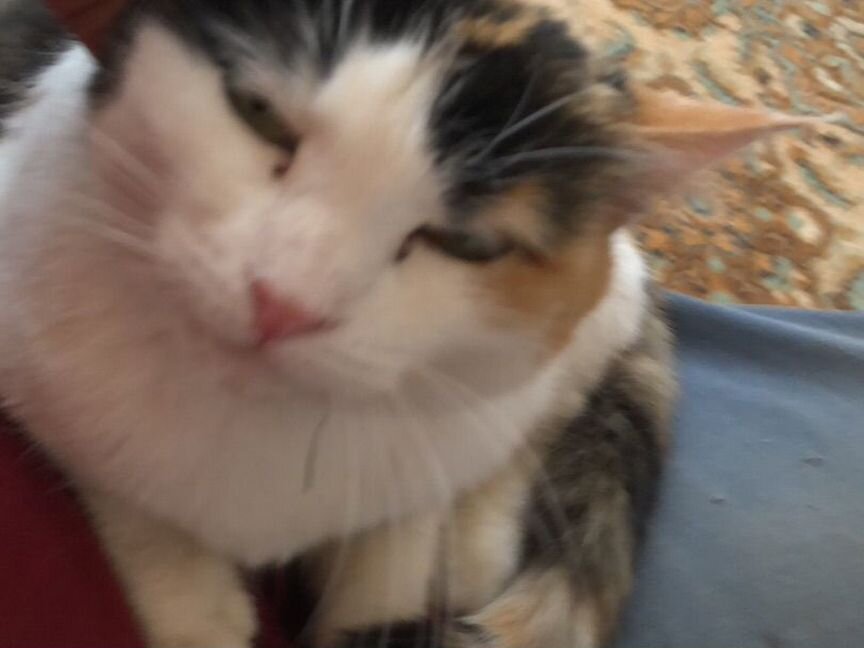 Кошка ловчая