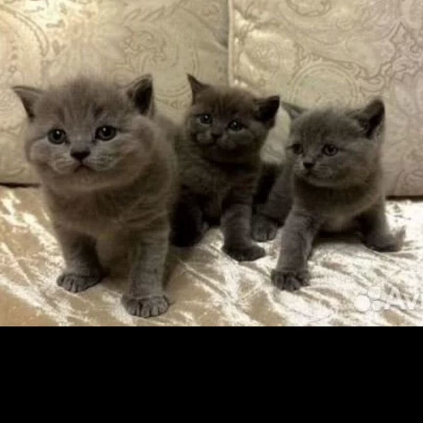 Британский короткошёрстный котёнок