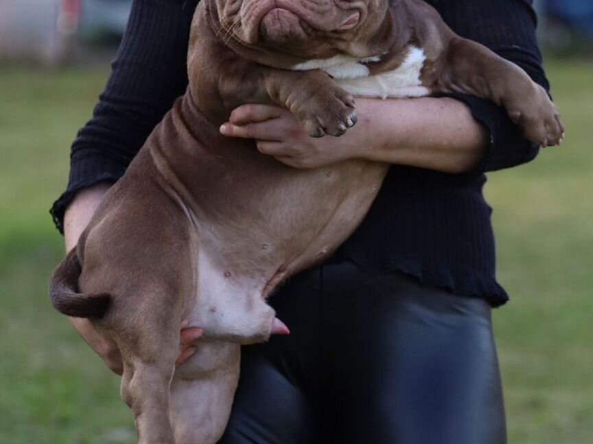 Американский Булли микро. Вязка