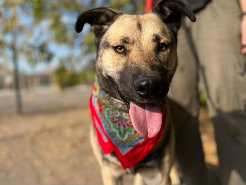 Молодая крупная собака для квартиры бесплатно