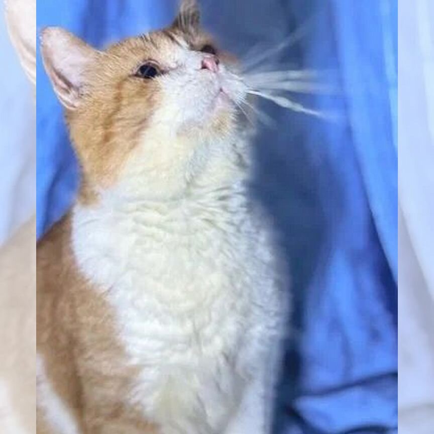 Спокойный котик Жора