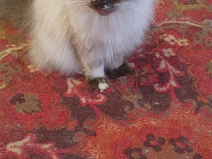 Кошечка голубоглазая стерилизованная