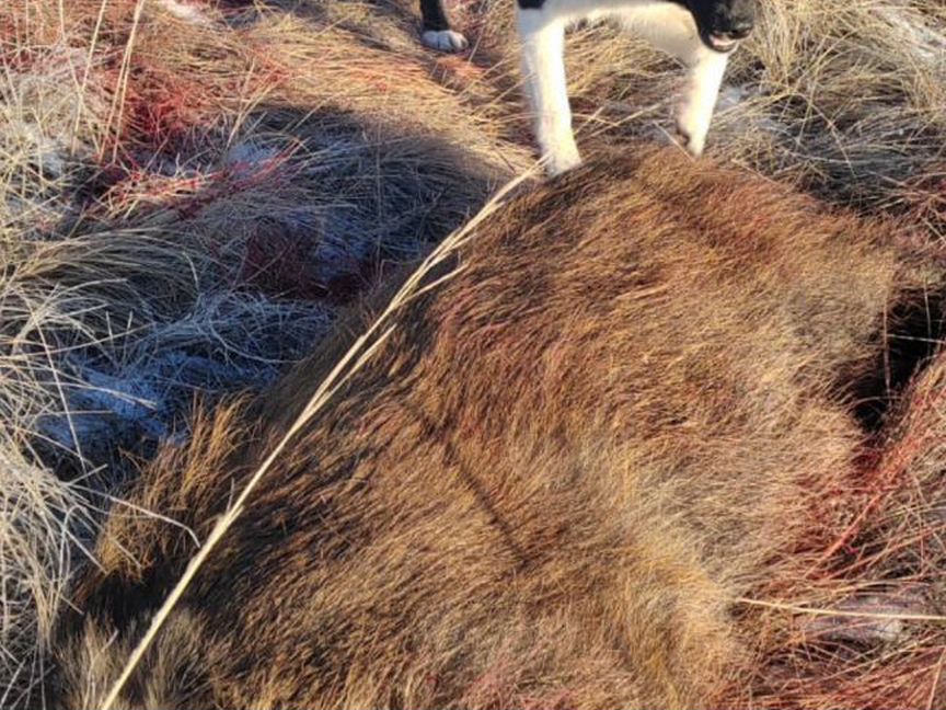 Русско европейская лайка