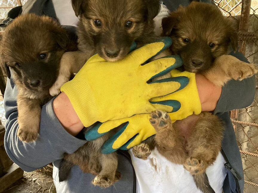 Красивые щеночки мальчишки и девочка в частный дво