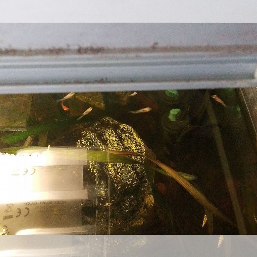 Аквариумные рыбки молинезии