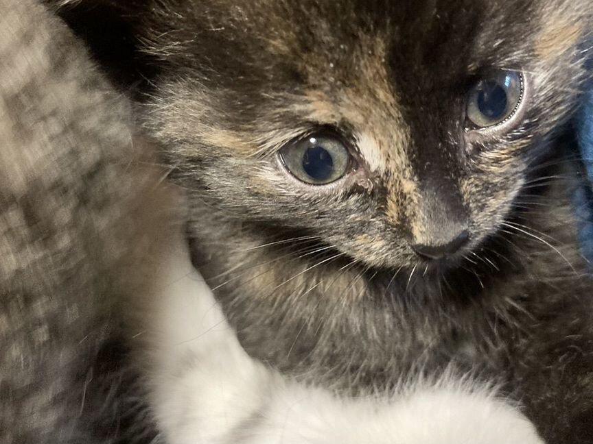 Котенок в добрые руки