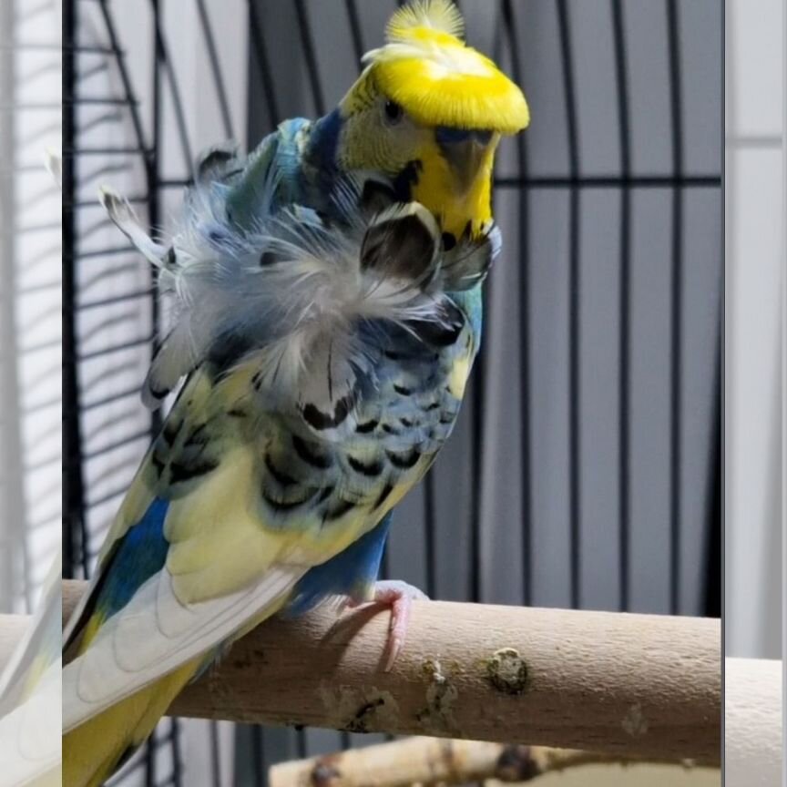 Птенец хагоромо хохлатый попугай