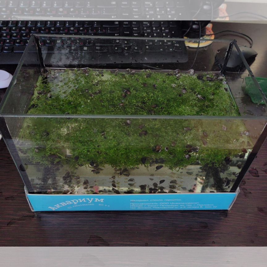 Улитки и водоросли