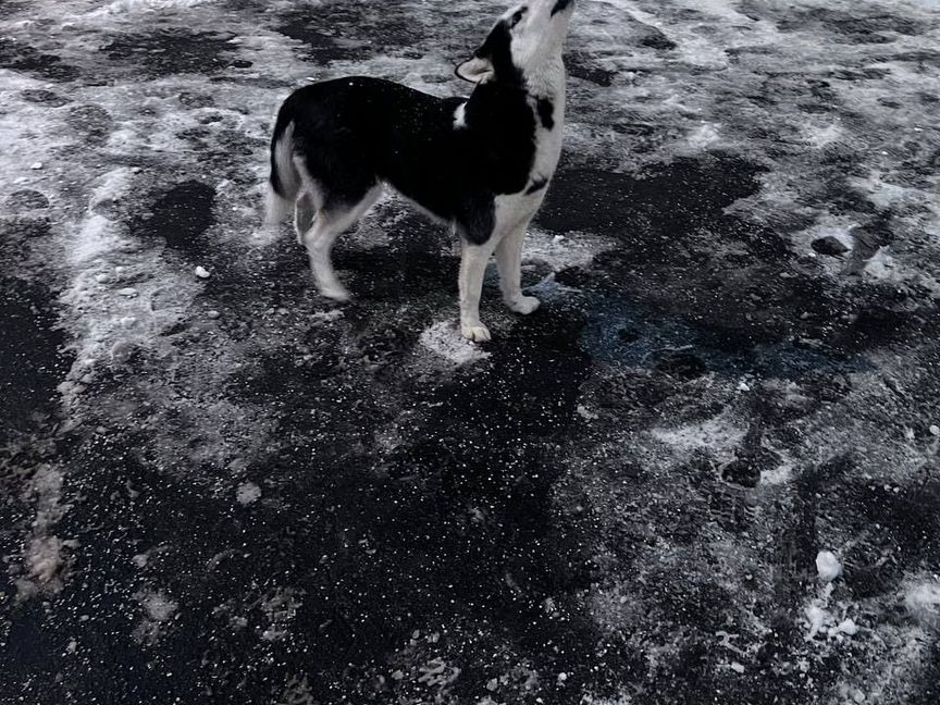 Собака в добрые руки хаски