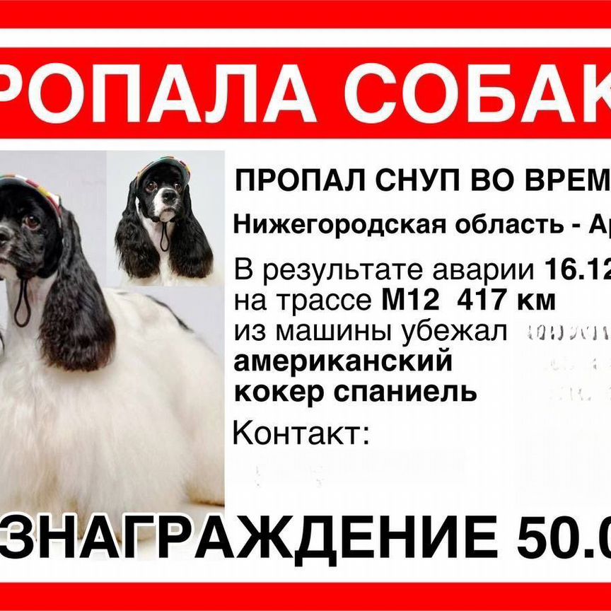 Потерялся Американский кокер спаниель Снуп