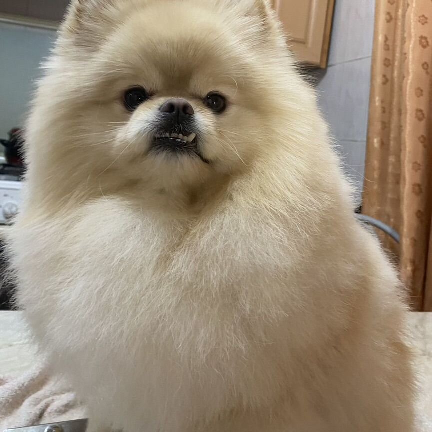 Случка шпиц