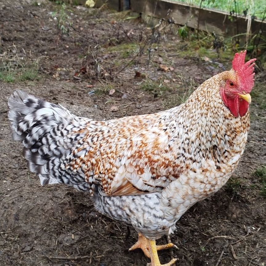 Молодые петухи