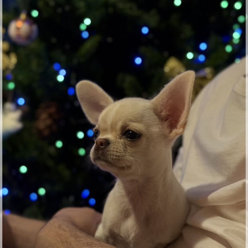 Чихуахуа, щенок