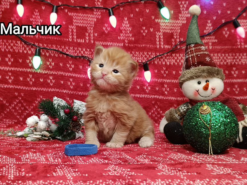 Котята мейн-кун