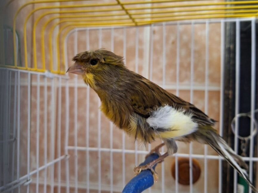 Кенара и канарейки