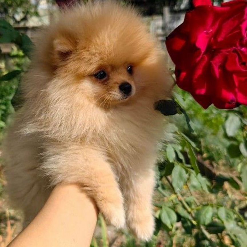 Померанский шпиц мини девочка