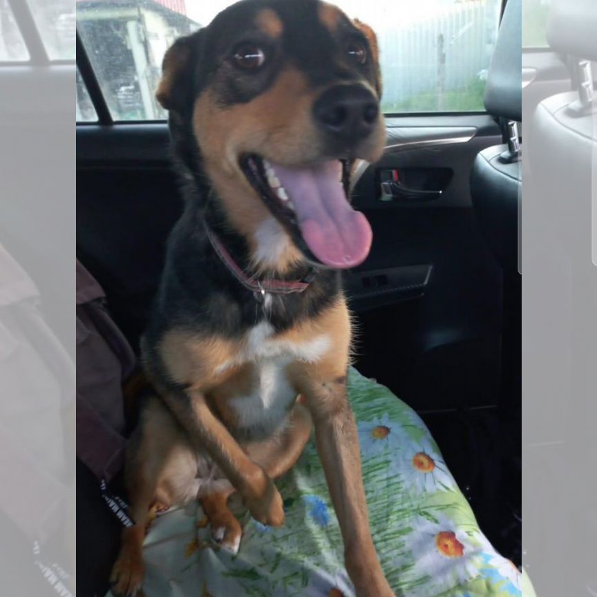 Мальтипу, взрослая собака