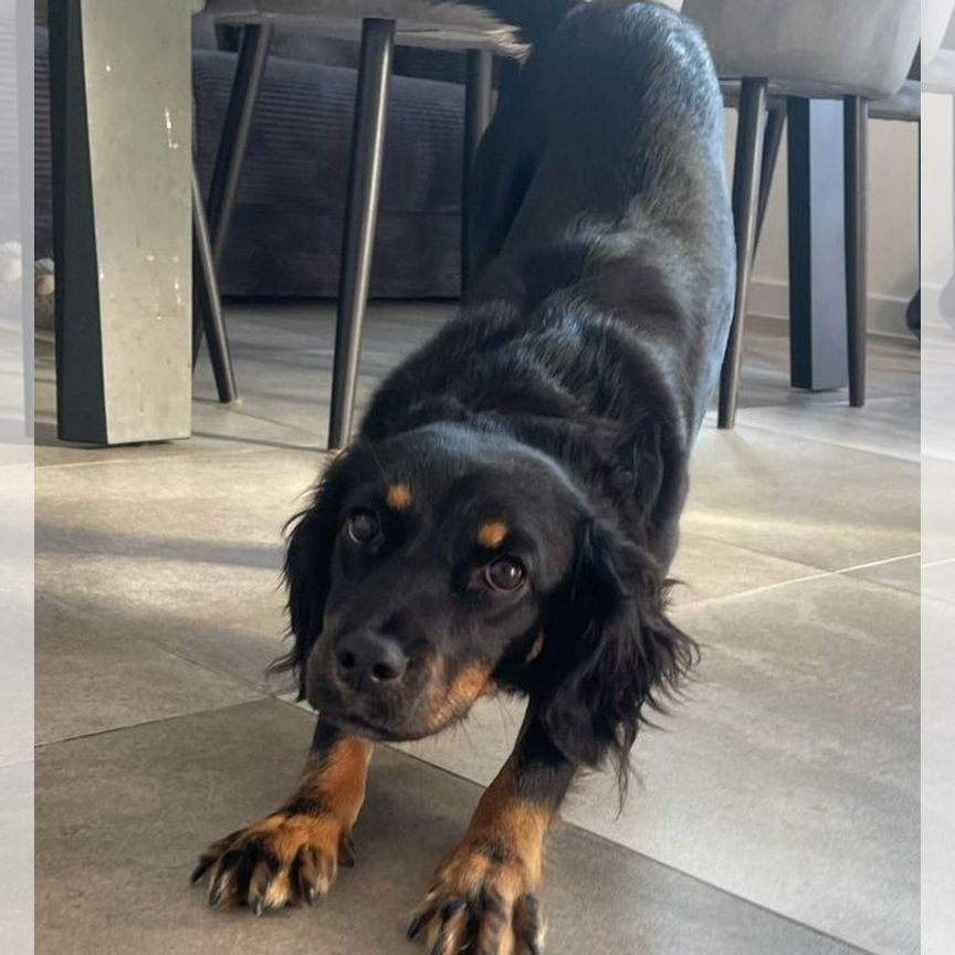 Собака в добрые руки