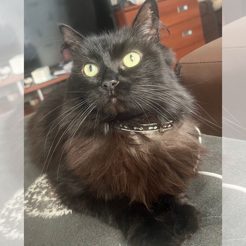 Сибирская кошка, взрослая