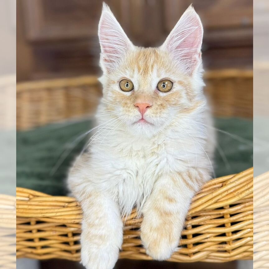 Мейн-кун котёнок