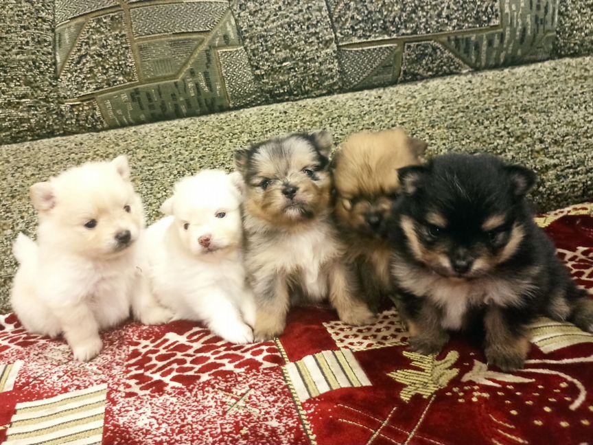 Померанский шпиц