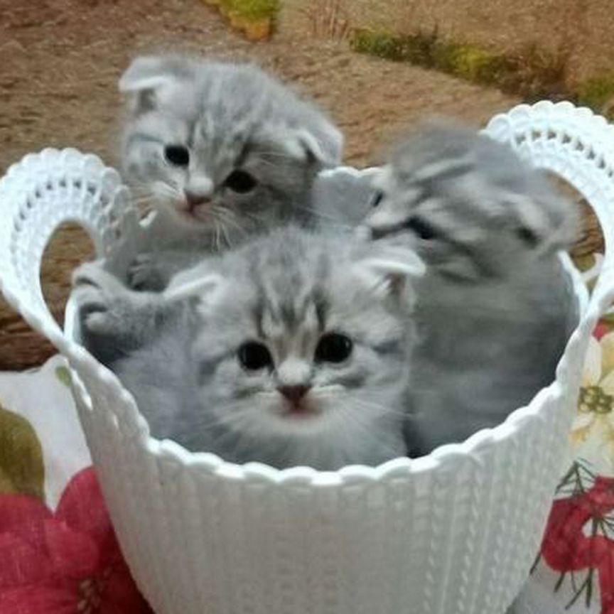 Шотландская