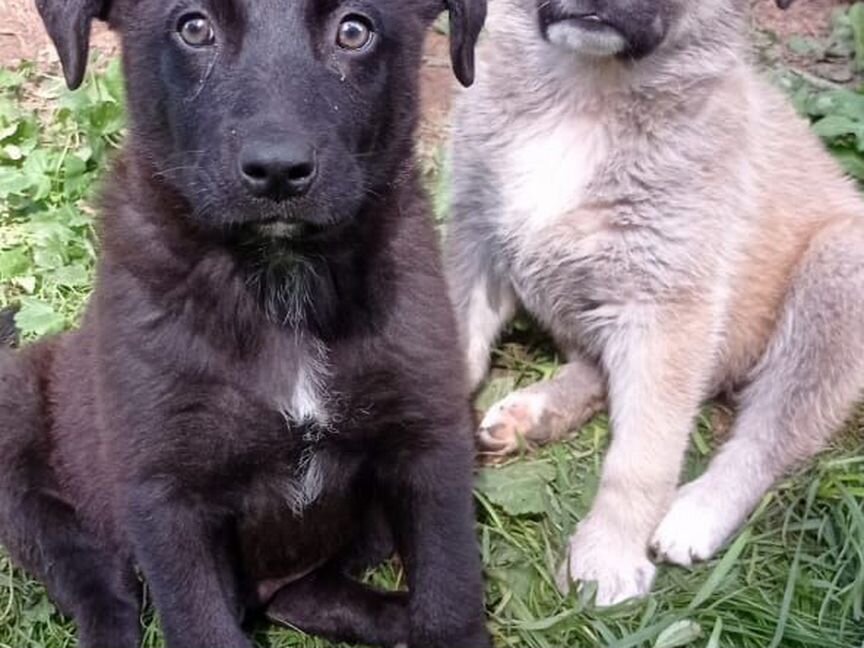 Щенки в добрые руки