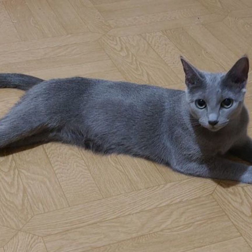 Очень хитрая кошка