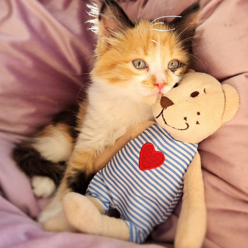 Трехцветный котёнок в добрые руки