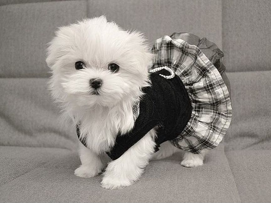 Обворожительная Клэр