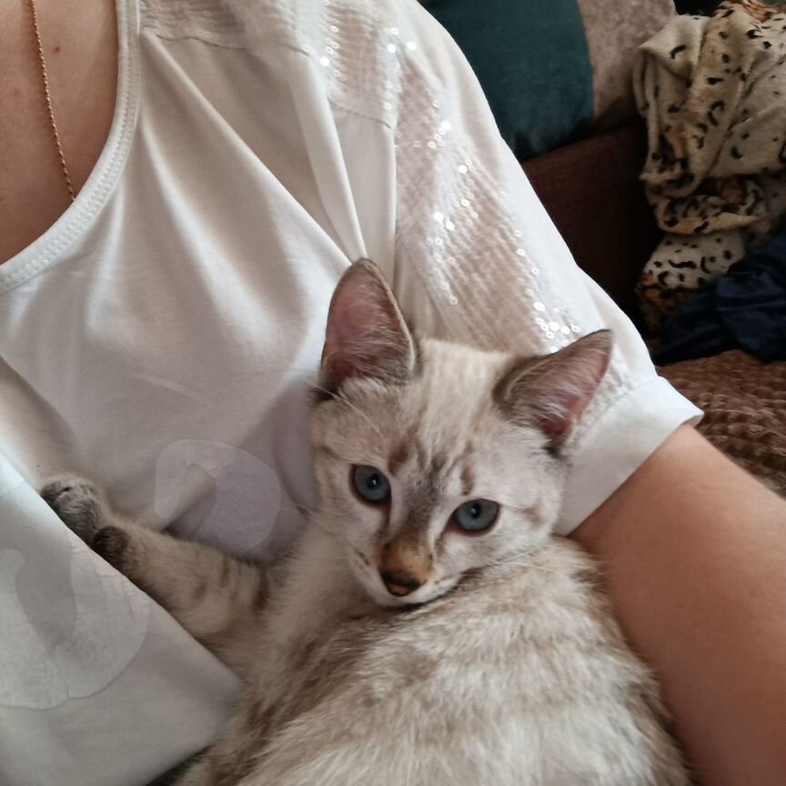 Сиамский мальчишка Бельчик