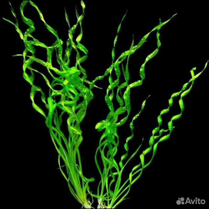 Эхинодорус везувий