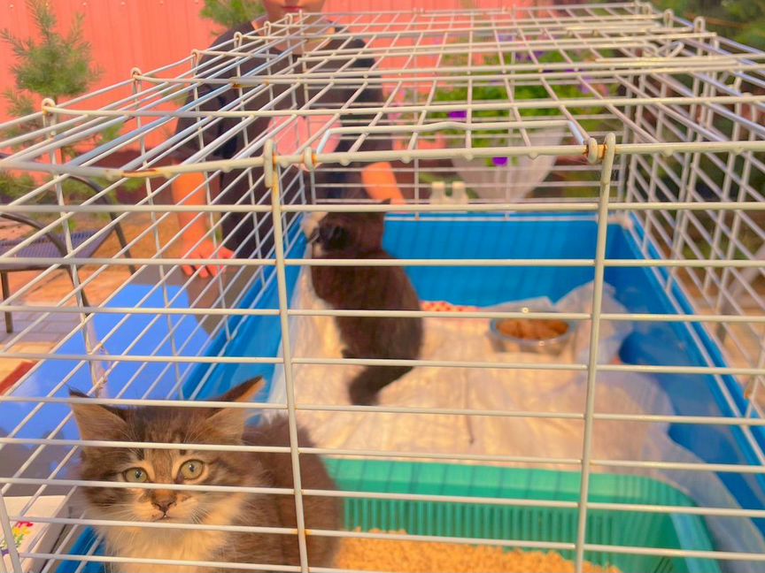 Котята дев и мал в добрые руки бесплатно