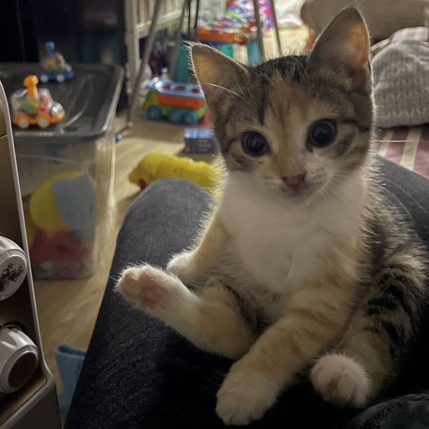 Котёнок в добрые руки