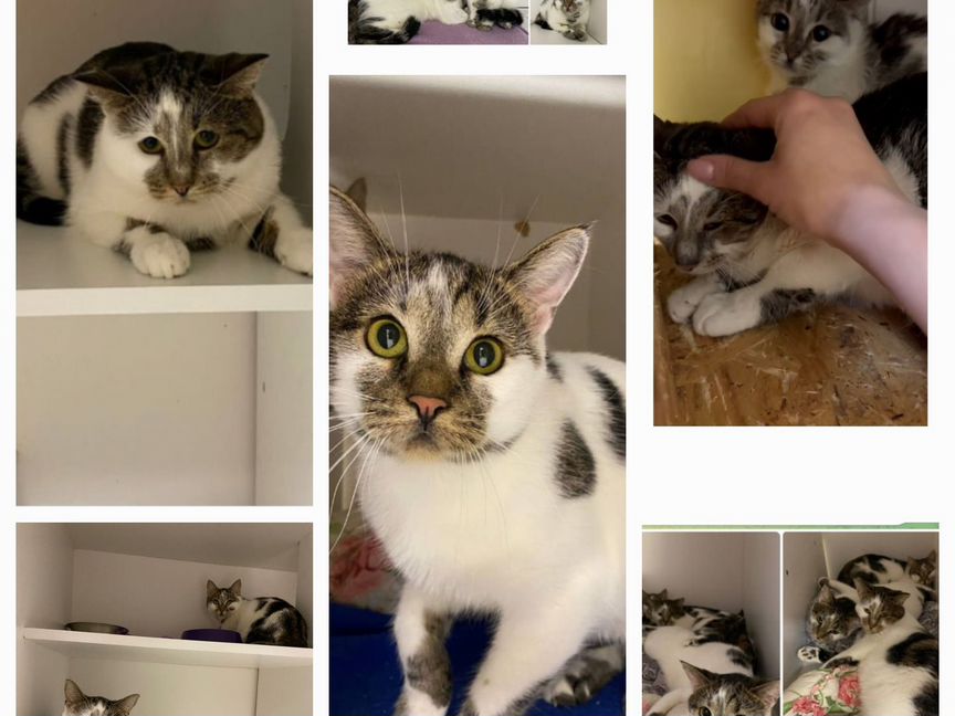 Коллекционные коты