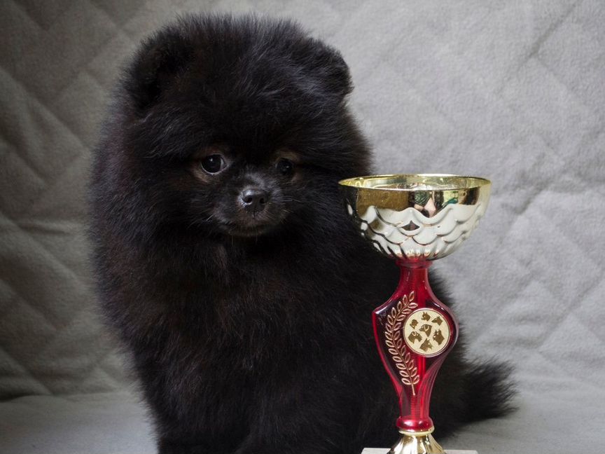 Красотка в шубке чернобурки