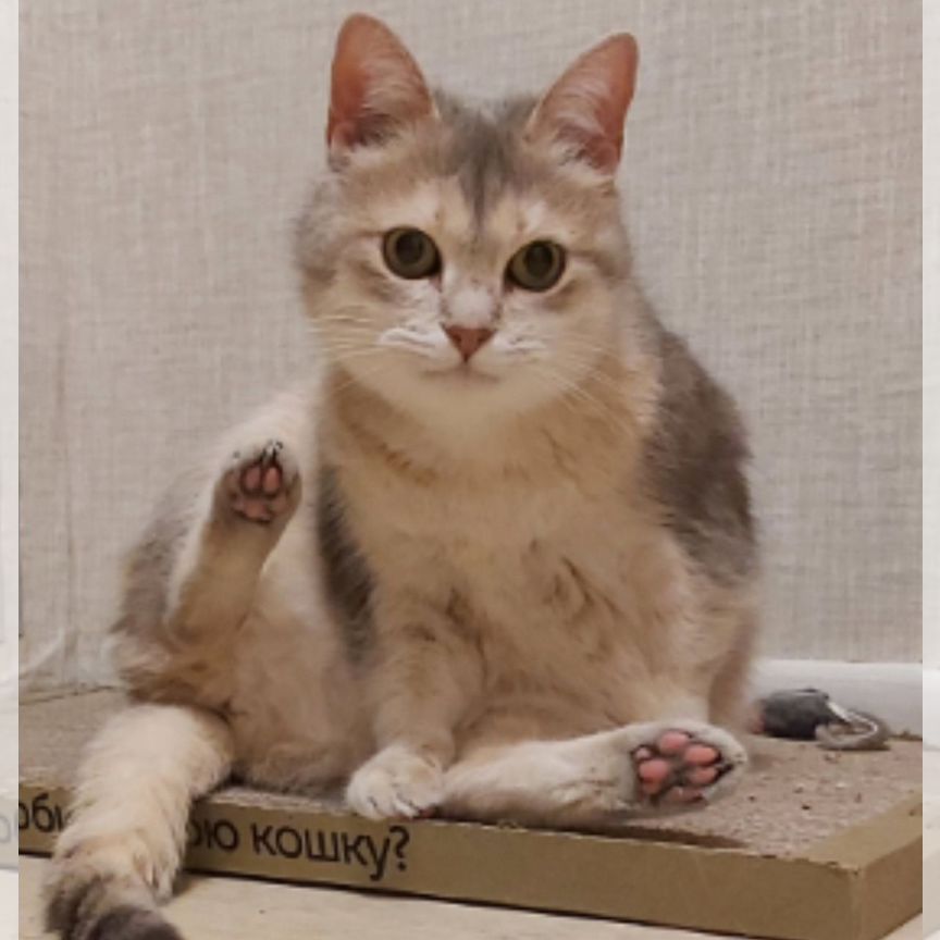 Кошечке нужна заботливая семья
