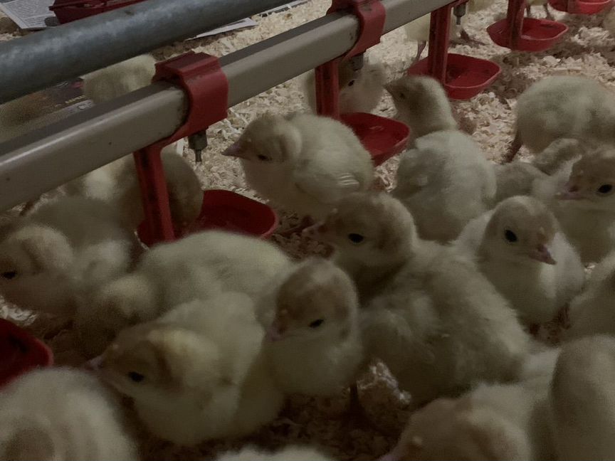 Цыплята суточные