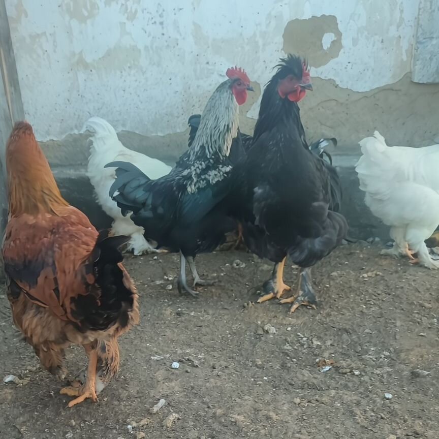 Молодые петухи, обмен