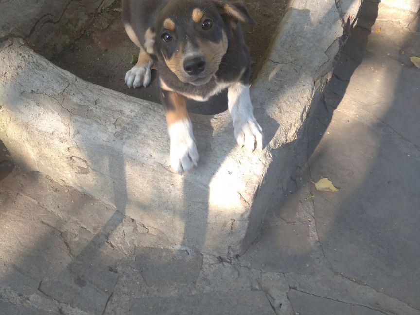 Щеночек мальчик