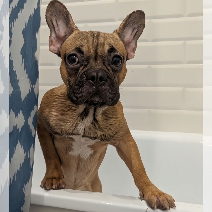 Французский бульдог, щенок