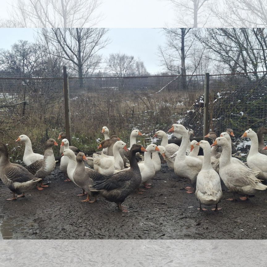 Гуси на племя