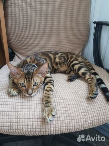Бенгальские котята