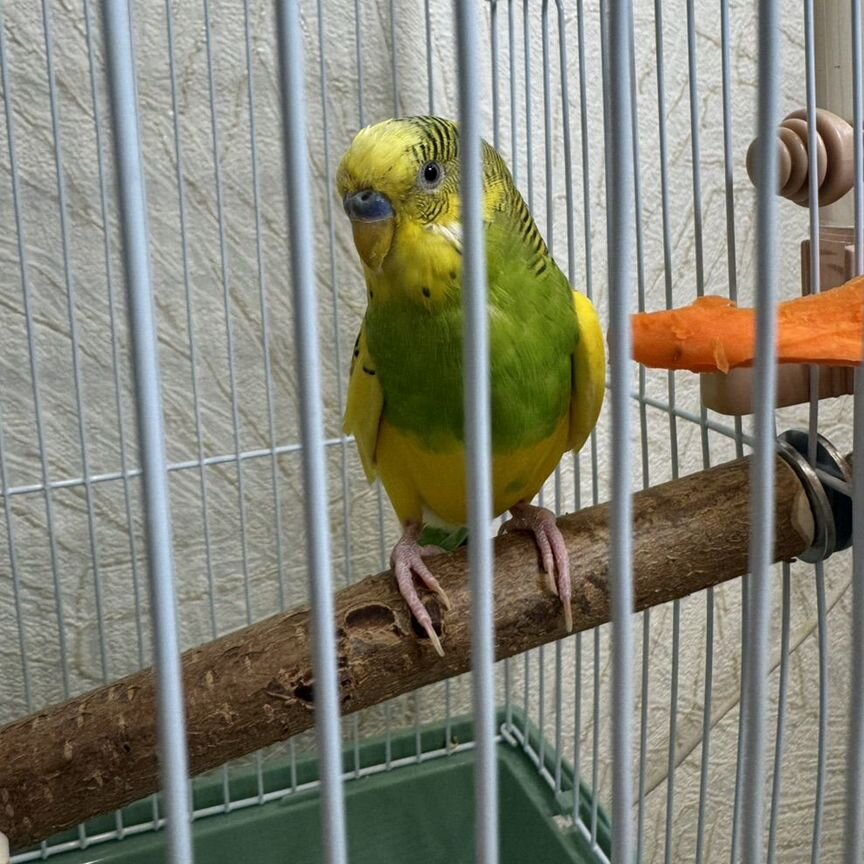 Волнистый попугай