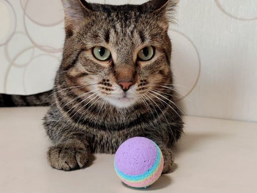 Кот Василий в дар